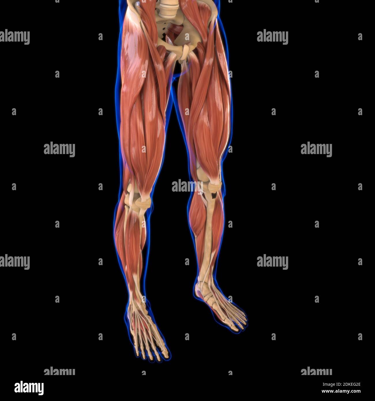 Leg Muscle Anatomy For Medical Concept 3D Illustration Stock Photo - Alamy
