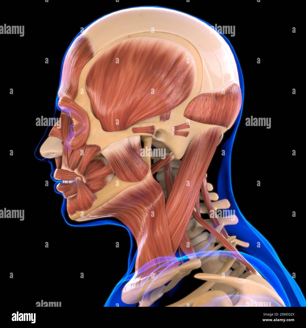 Head Muscle Anatomy For Medical Concept 3D Illustration Stock Photo - Alamy