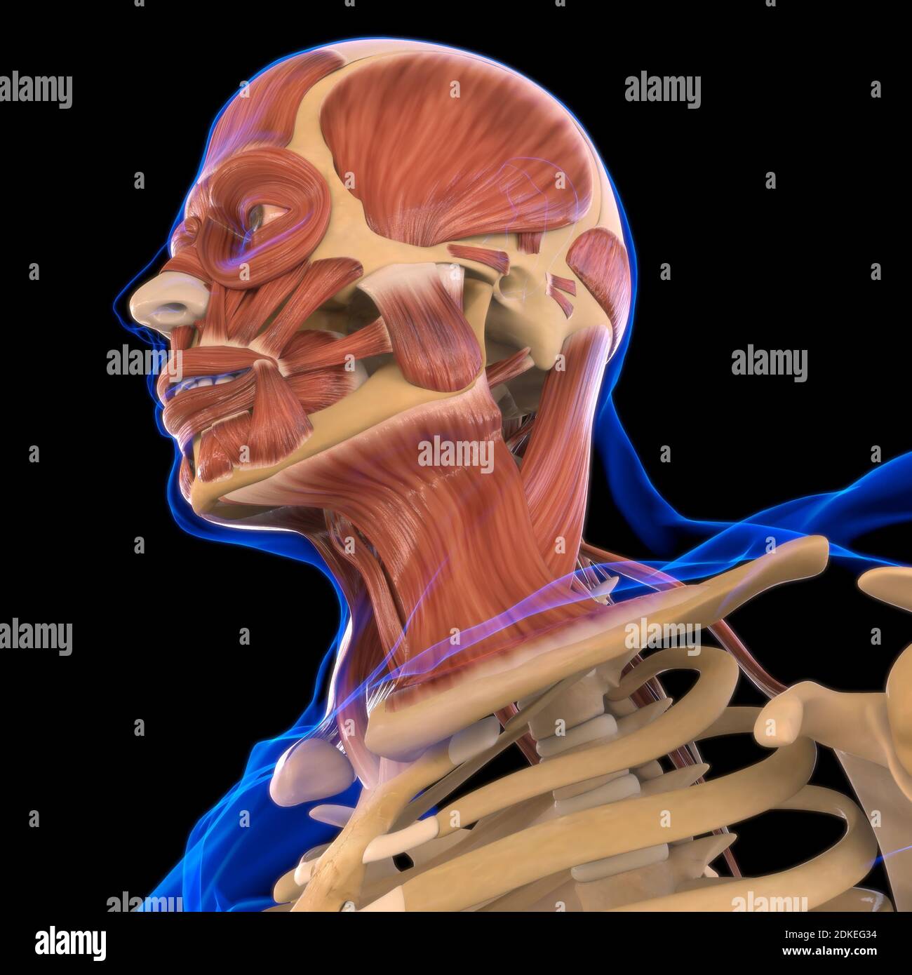 Head Muscle Anatomy For Medical Concept 3D Illustration Stock Photo - Alamy