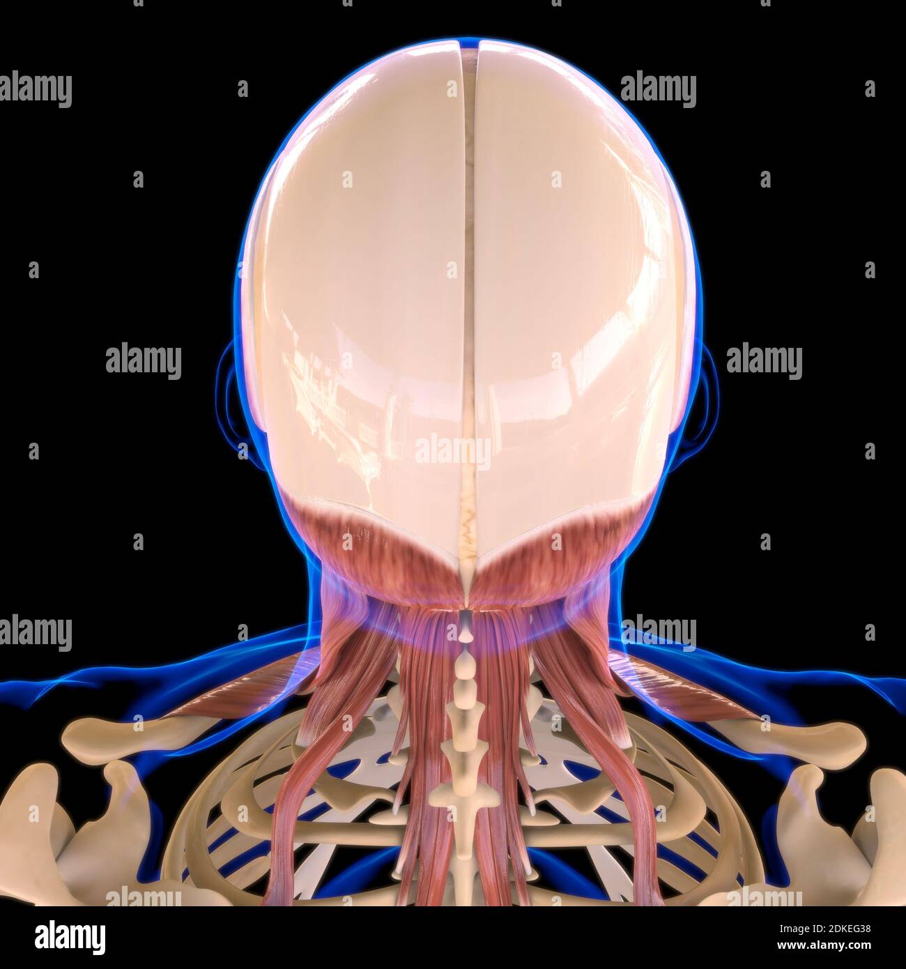 Head Muscle Anatomy For Medical Concept 3D Illustration Stock Photo - Alamy