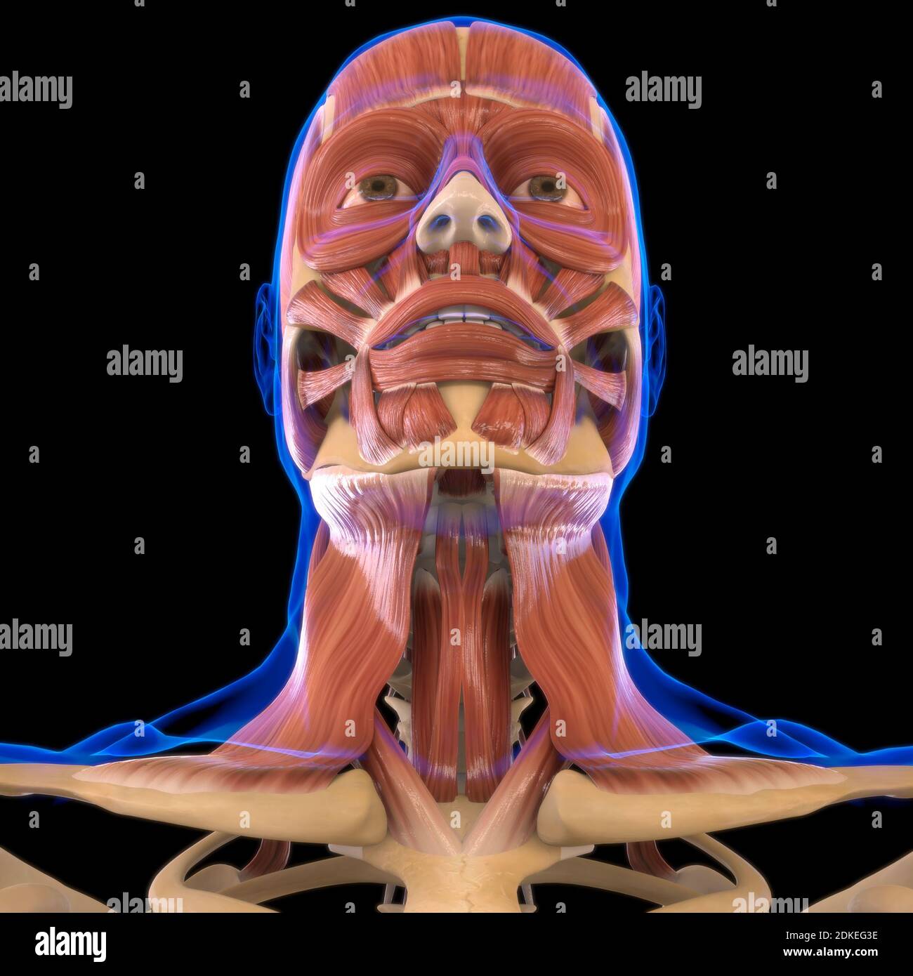 Head Muscle Anatomy For Medical Concept 3D Illustration Stock Photo - Alamy