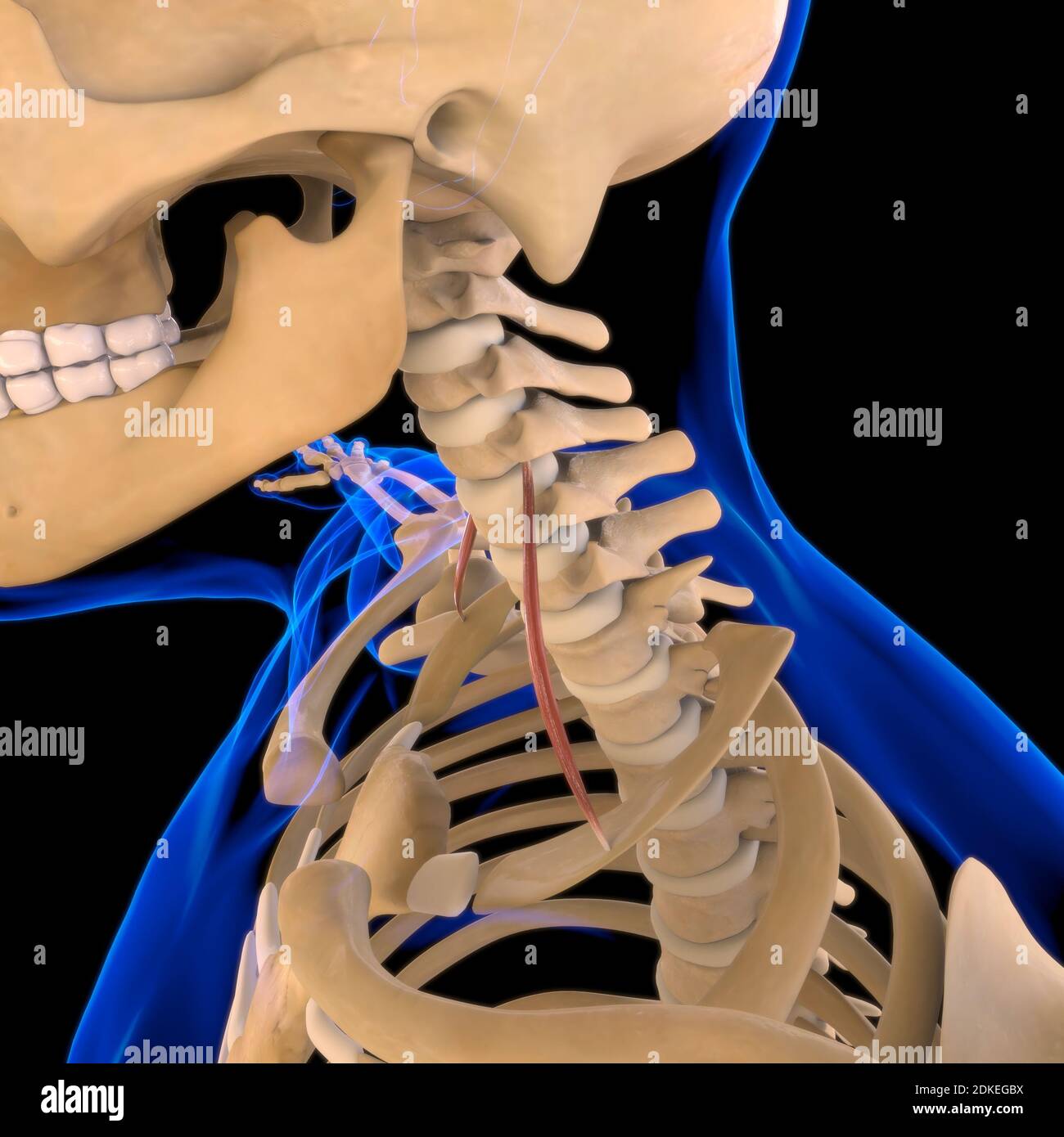 Scalene Muscle Anatomy For Medical Concept 3D Illustration Stock Photo ...
