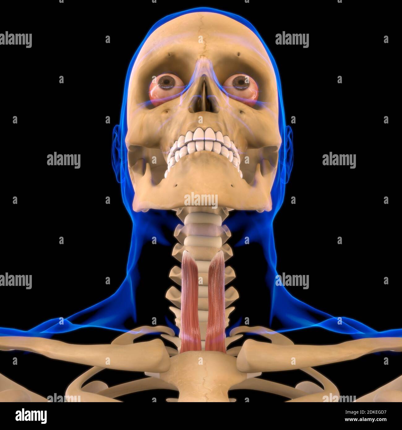 Sternohyoid Muscle Anatomy For Medical Concept 3D Illustration Stock ...