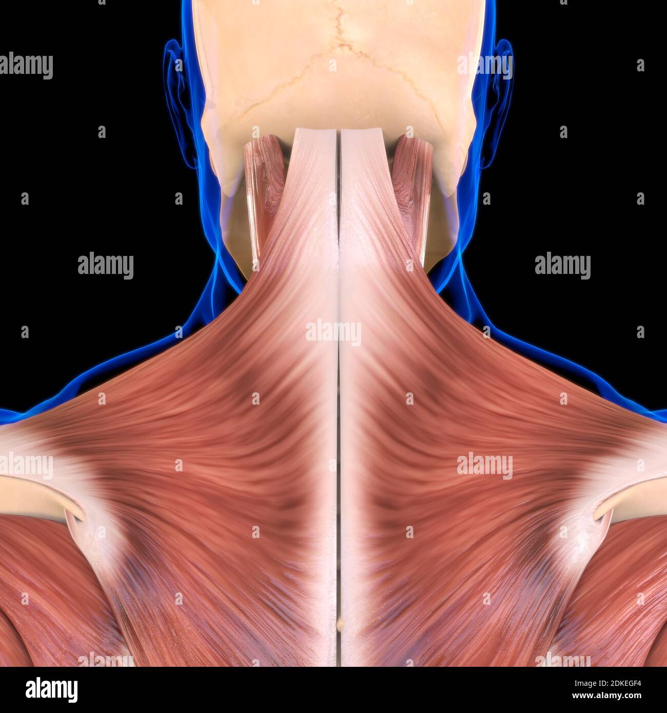 Torso Muscle Anatomy For Medical Concept 3D Illustration Stock Photo ...