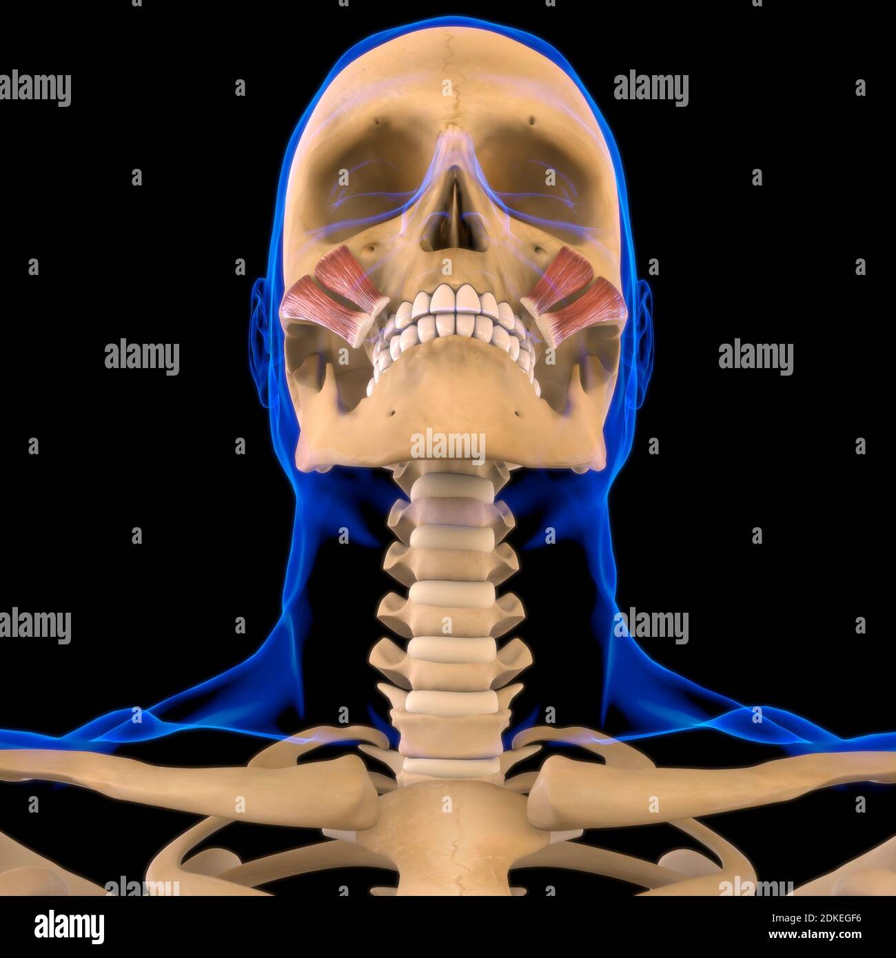 Zygomaticus Major and minor Muscle Anatomy For Medical Concept 3D ...