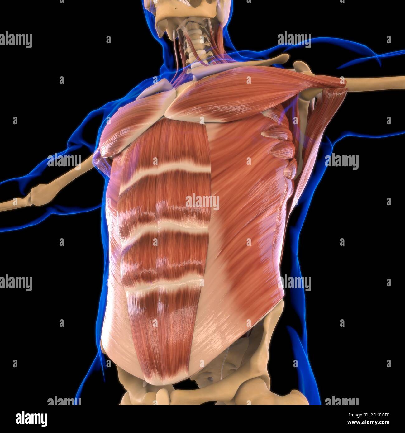 Torso Muscle Anatomy For Medical Concept 3D Illustration Stock Photo ...