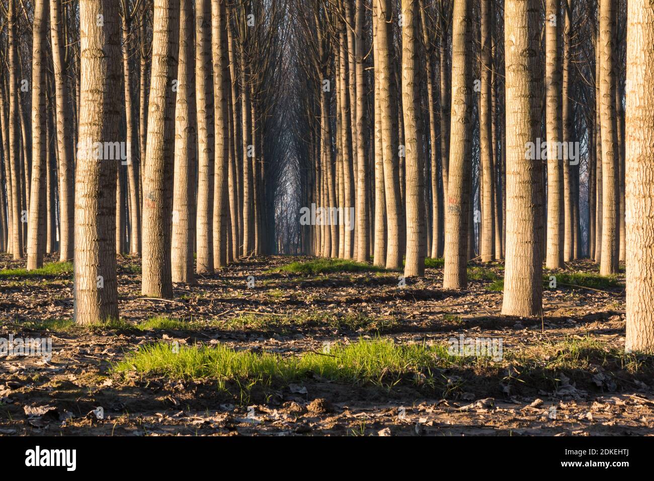 Row sequence tree hi-res stock photography and images - Alamy