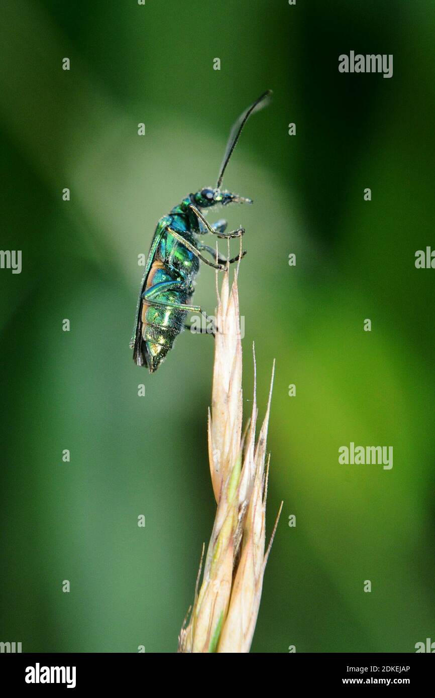 Ka wing hi-res stock photography and images - Alamy