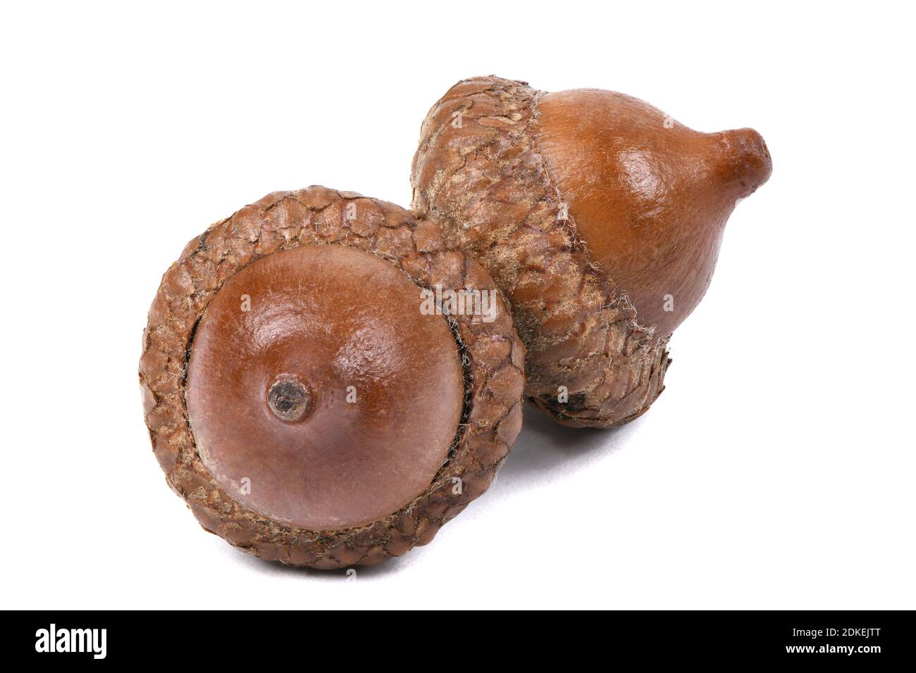 Two acorn of an oak tree isolated on white background. High resolution ...