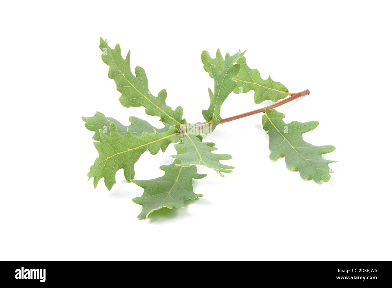 Oak tree branch. Isolated on white background. High resolution photo ...