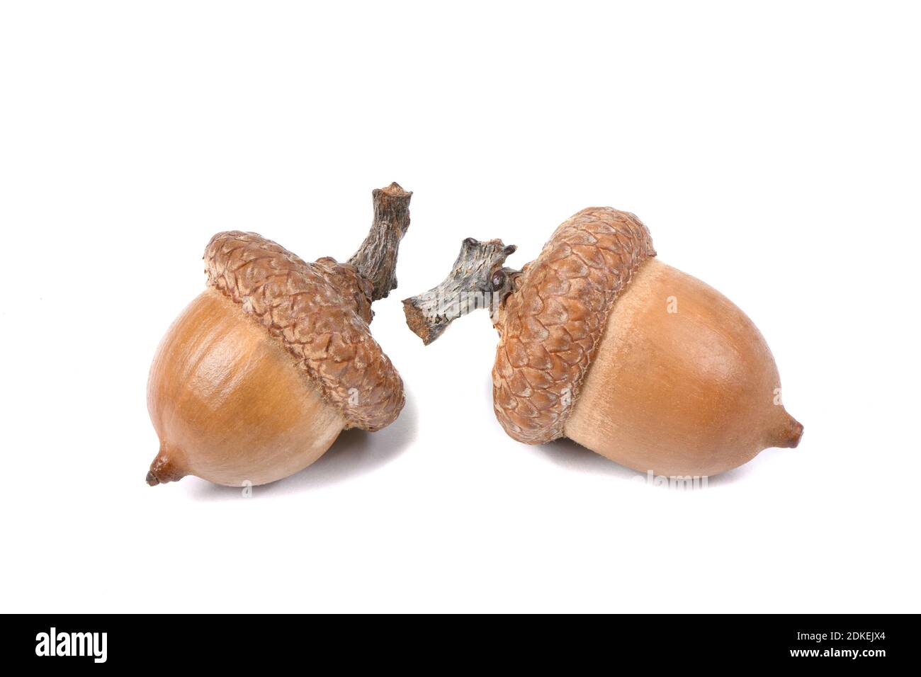 Two acorn of an oak tree isolated on white background. High resolution ...