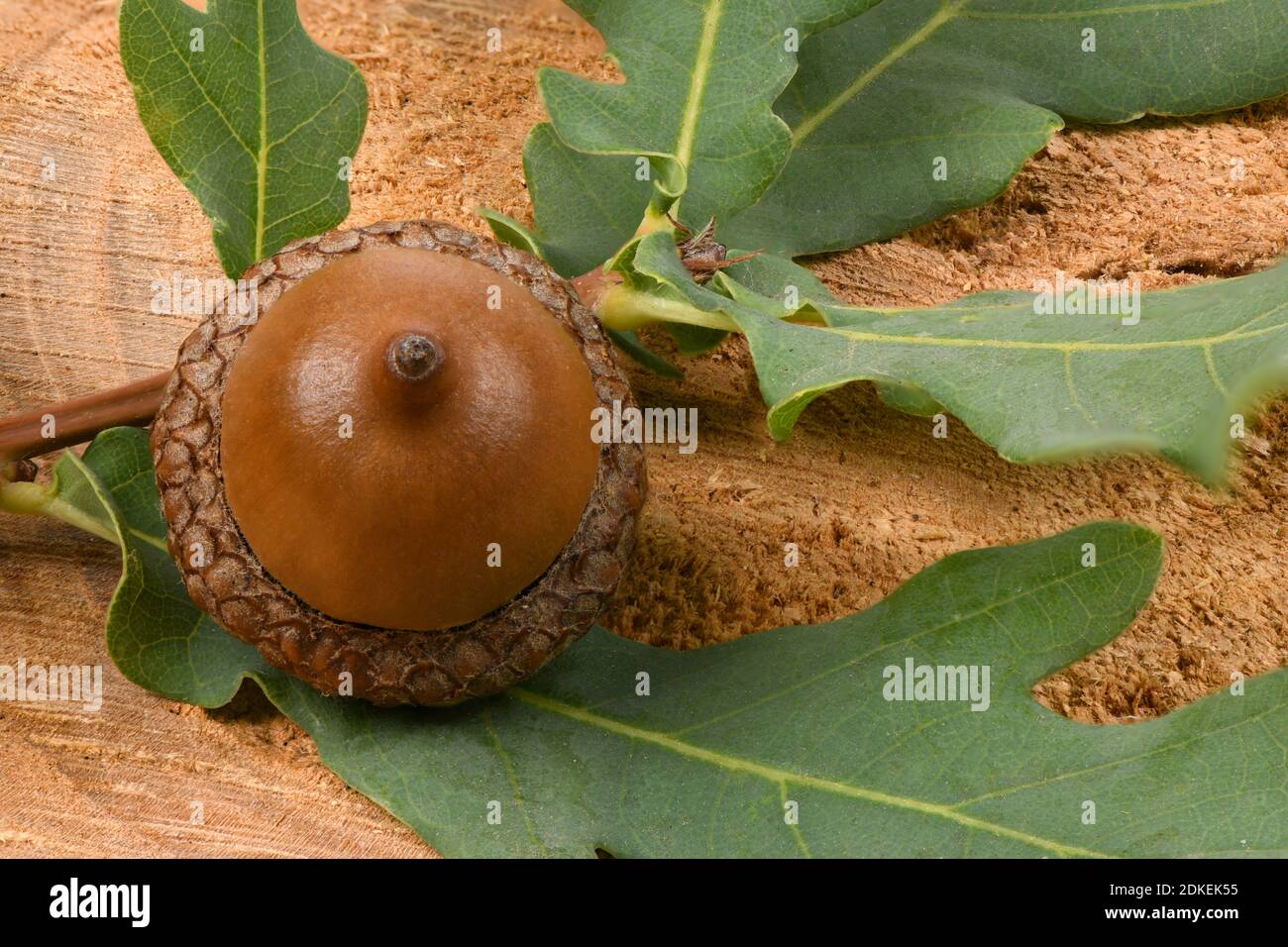 Acorn connected by an oak tree branch. Isolated on wood background ...