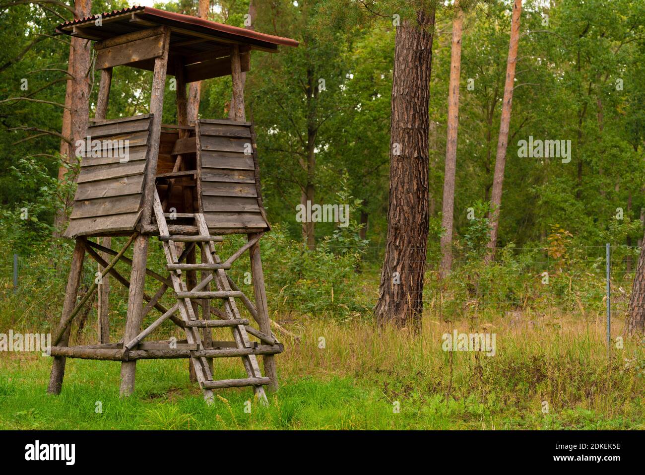 High standing of a hunter in the forest in Germany Stock Photo - Alamy