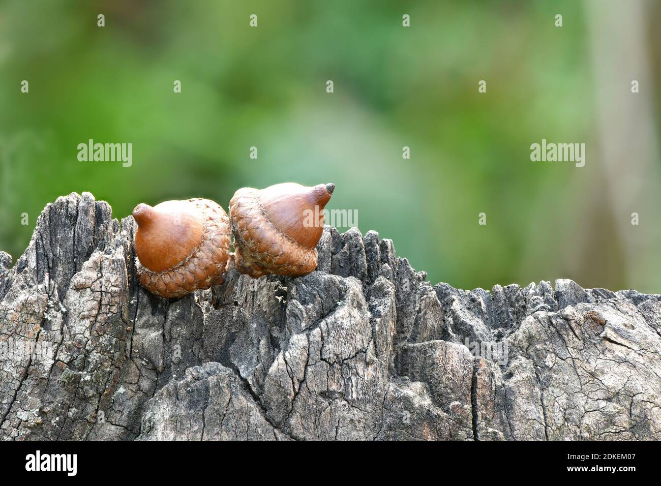Acorn of an oak tree isolated on forest background. High resolution ...