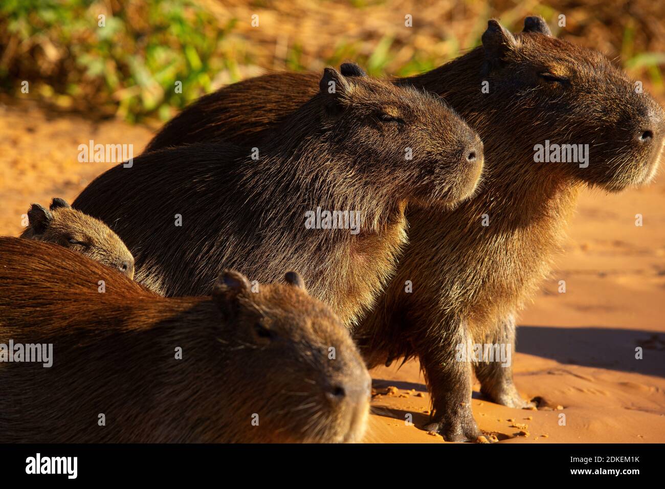 Capybaras, the biggest rodent in the world at Cuiabá river, Pantanal of ...