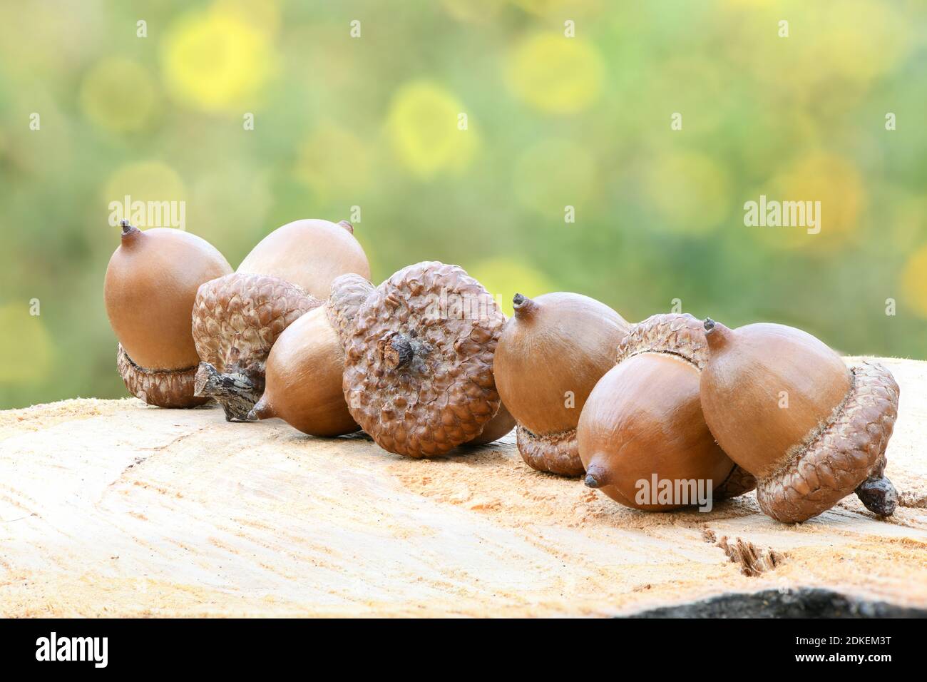 Acorn of an oak tree on wood background. High resolution photo. Full ...