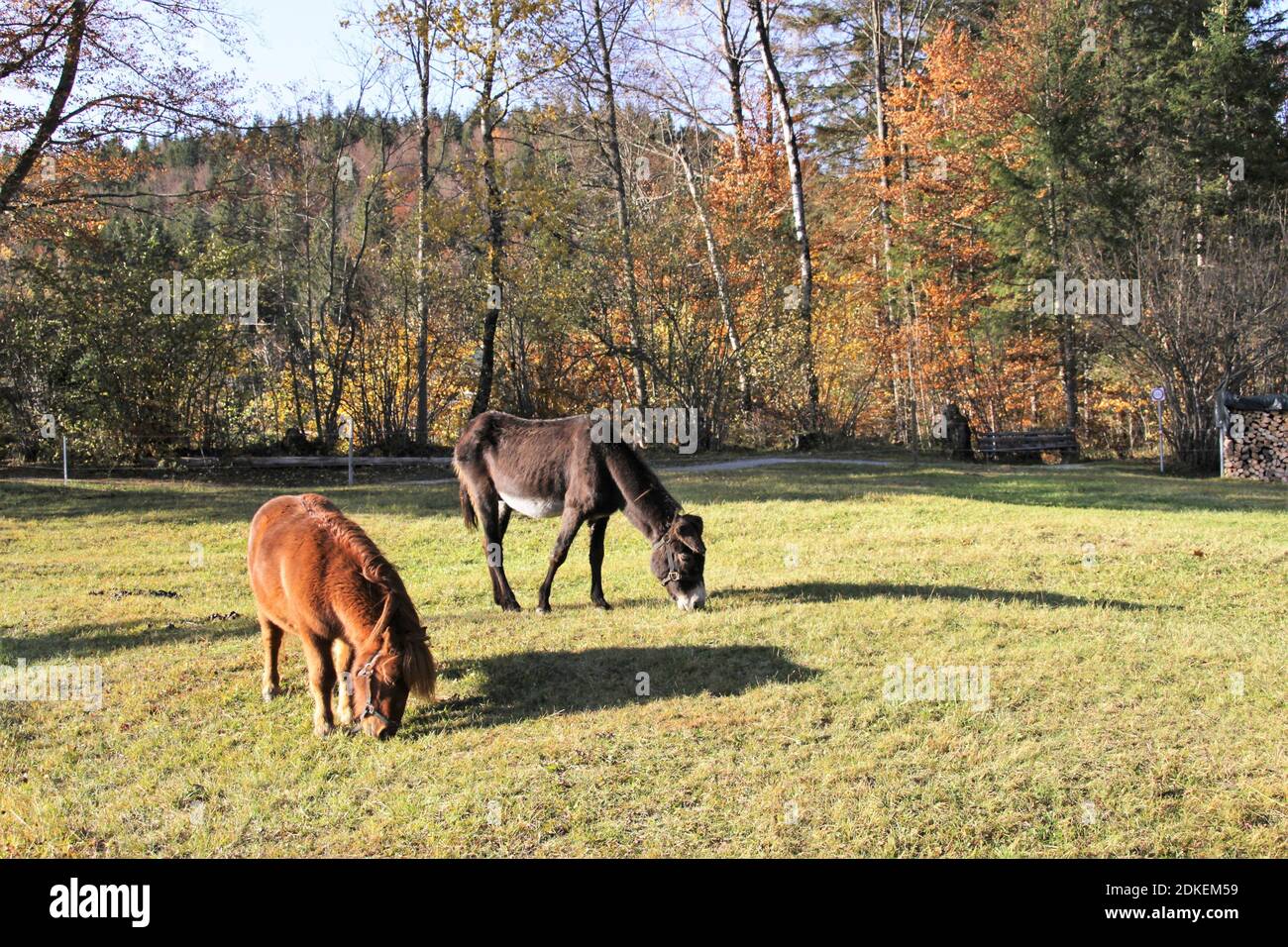 Donkey friends hi-res stock photography and images - Alamy