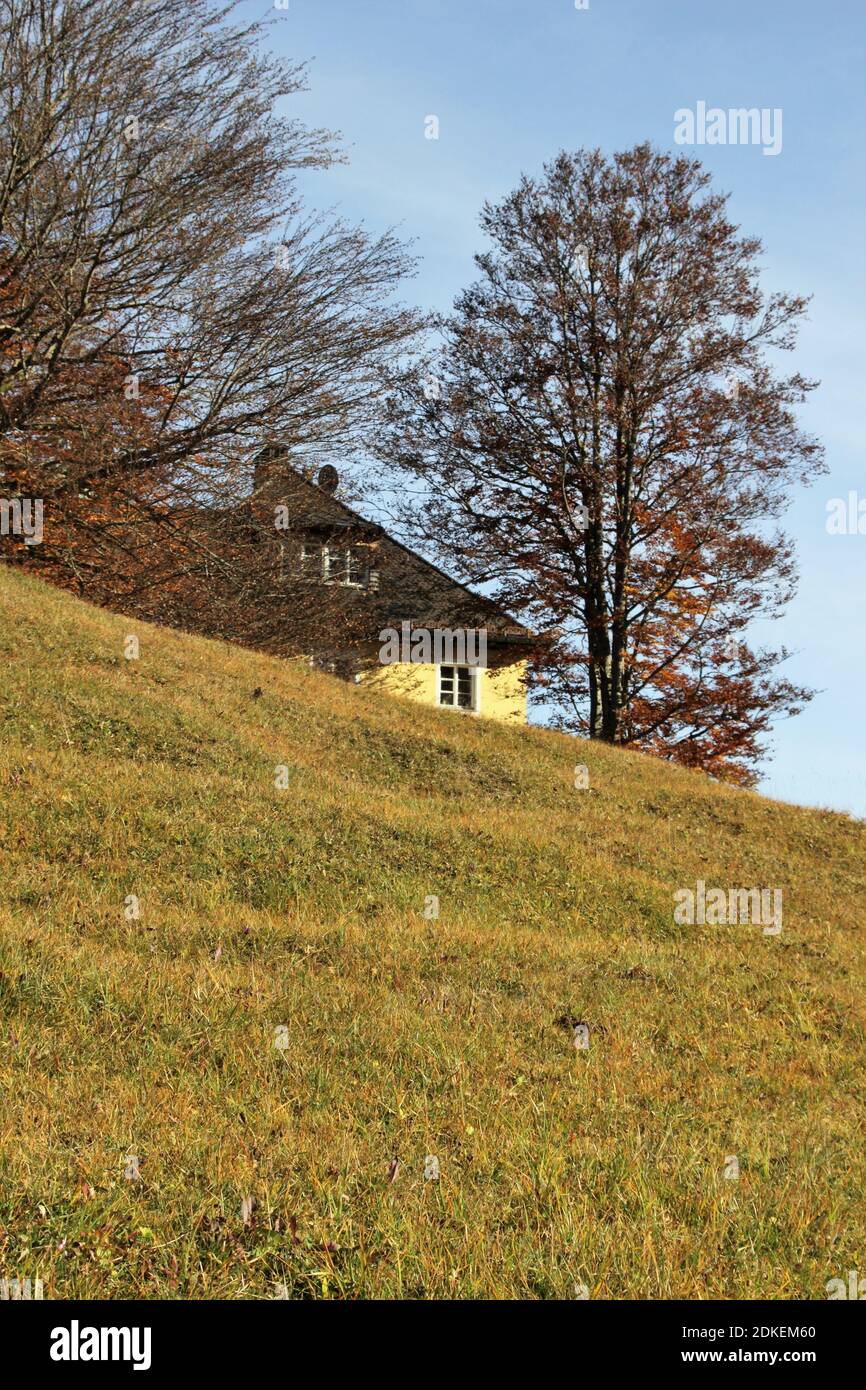 Mount field beech trees hi-res stock photography and images - Alamy