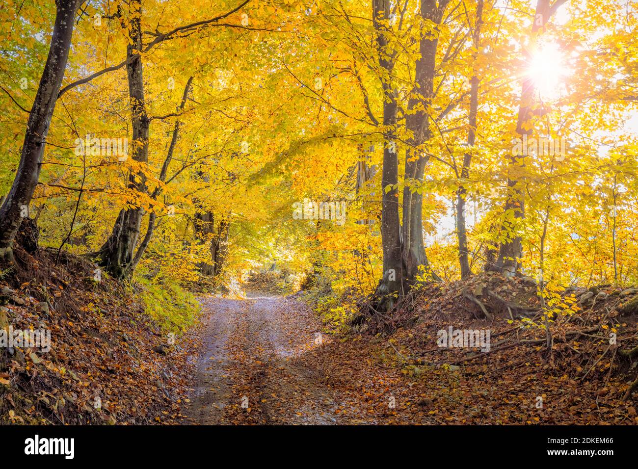 Mule track hi-res stock photography and images - Alamy