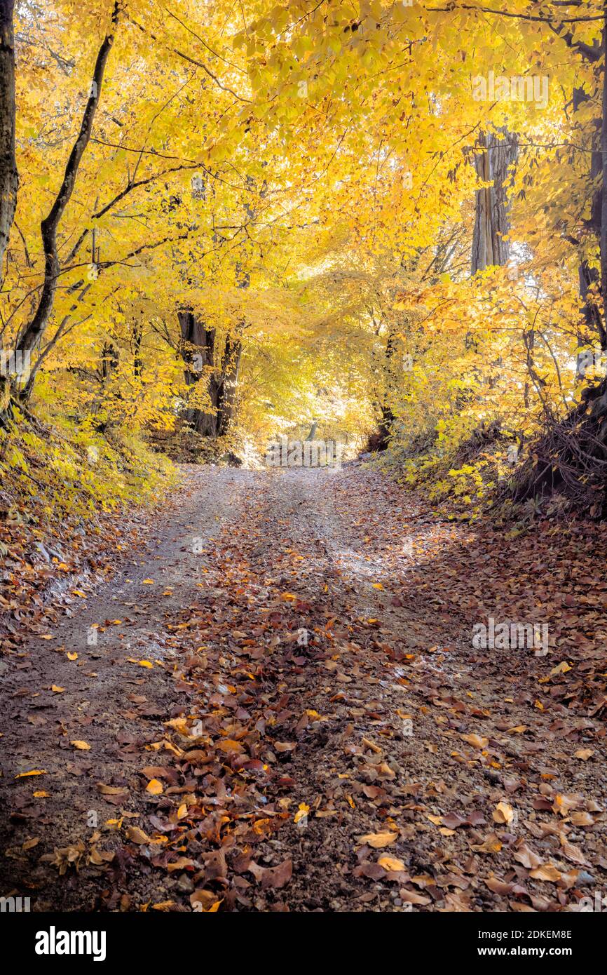 Mule track hi-res stock photography and images - Alamy