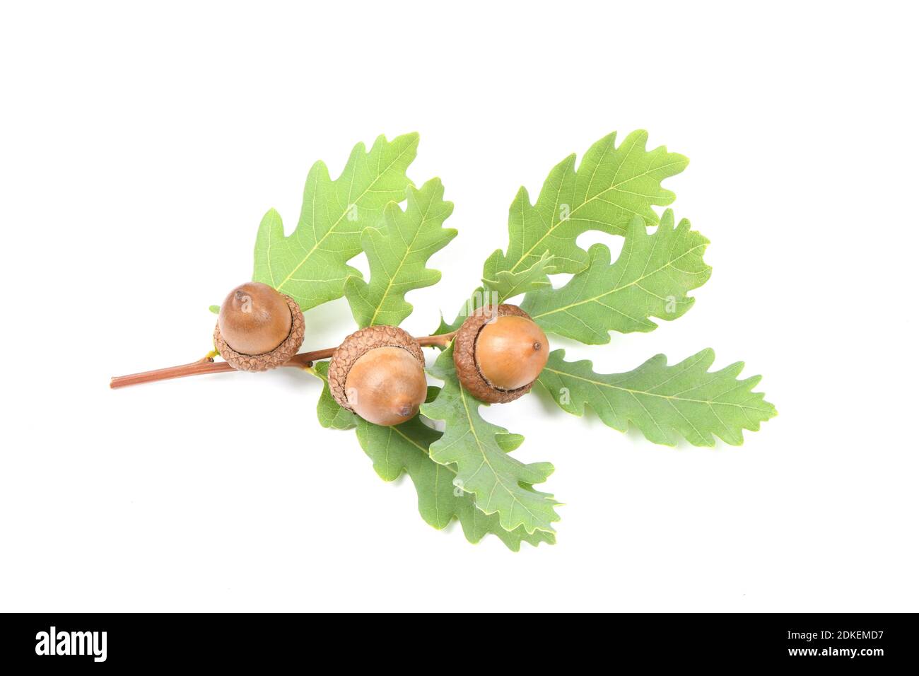 Three acorn connected by an oak tree branch. Isolated on white ...