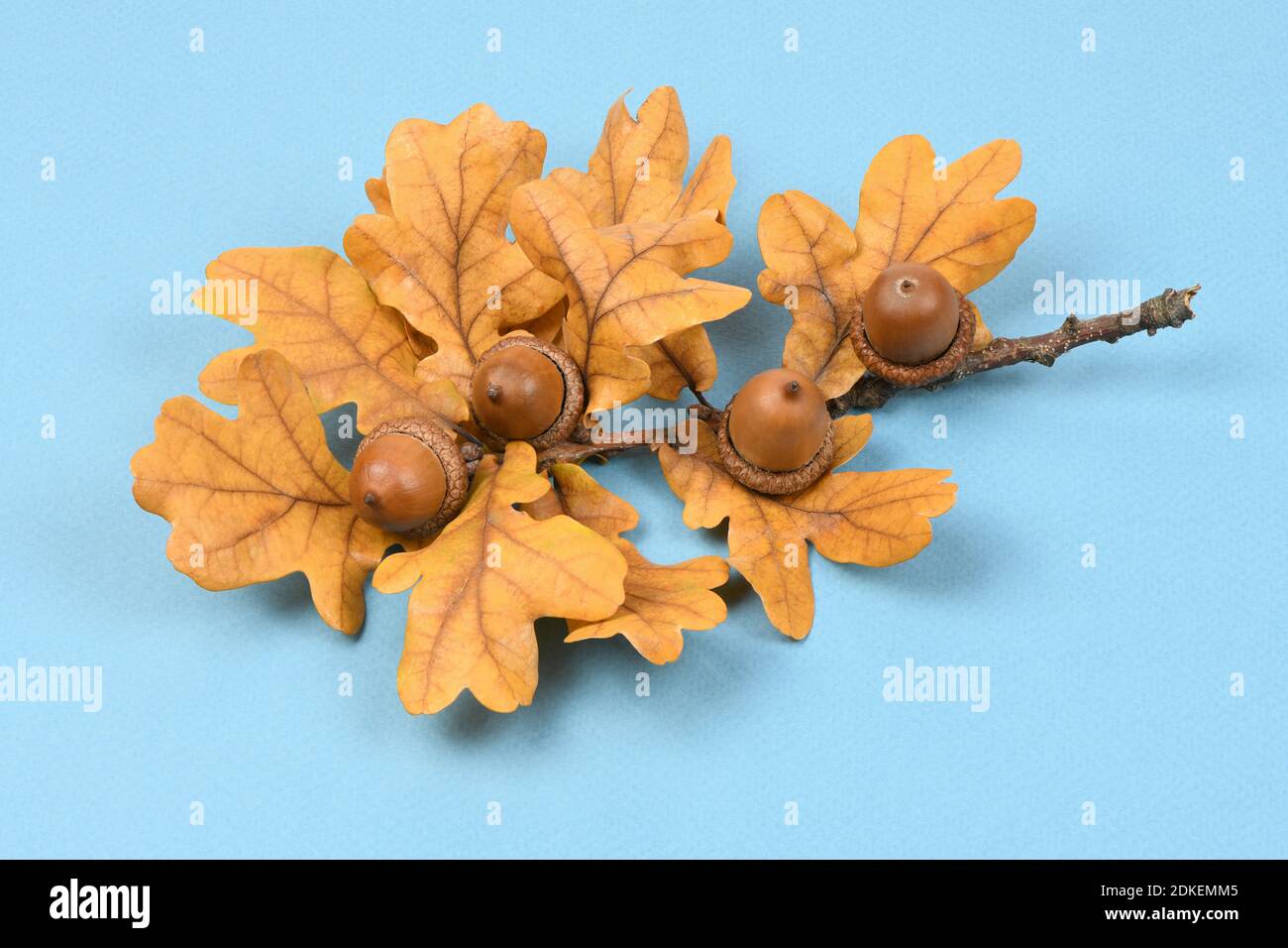 Three acorn connected by an oak tree branch. Isolated on blue ...