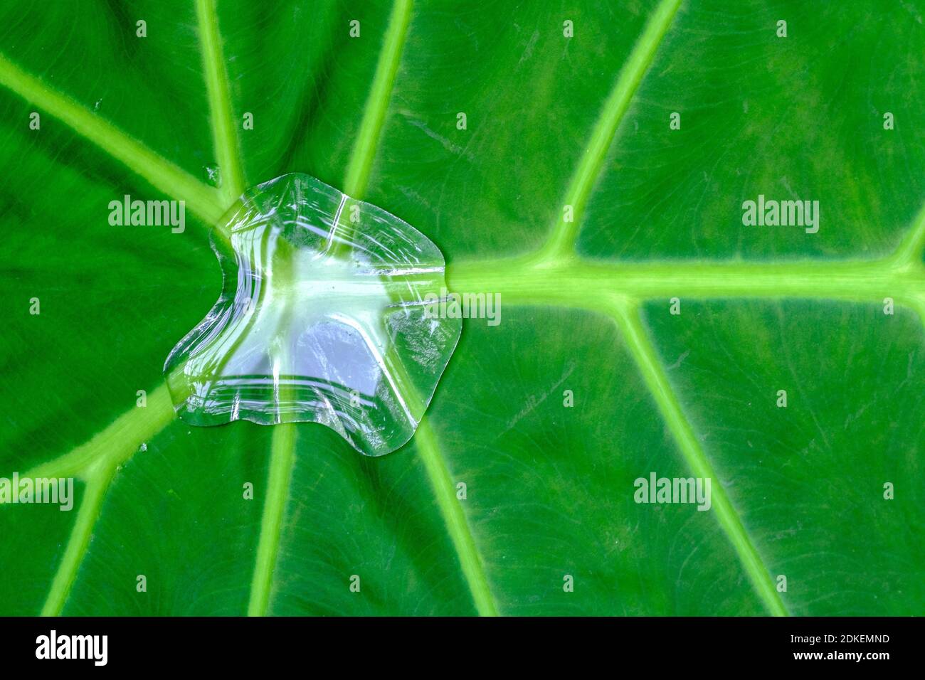A pattern of green leaf filling the frame Stock Photo - Alamy