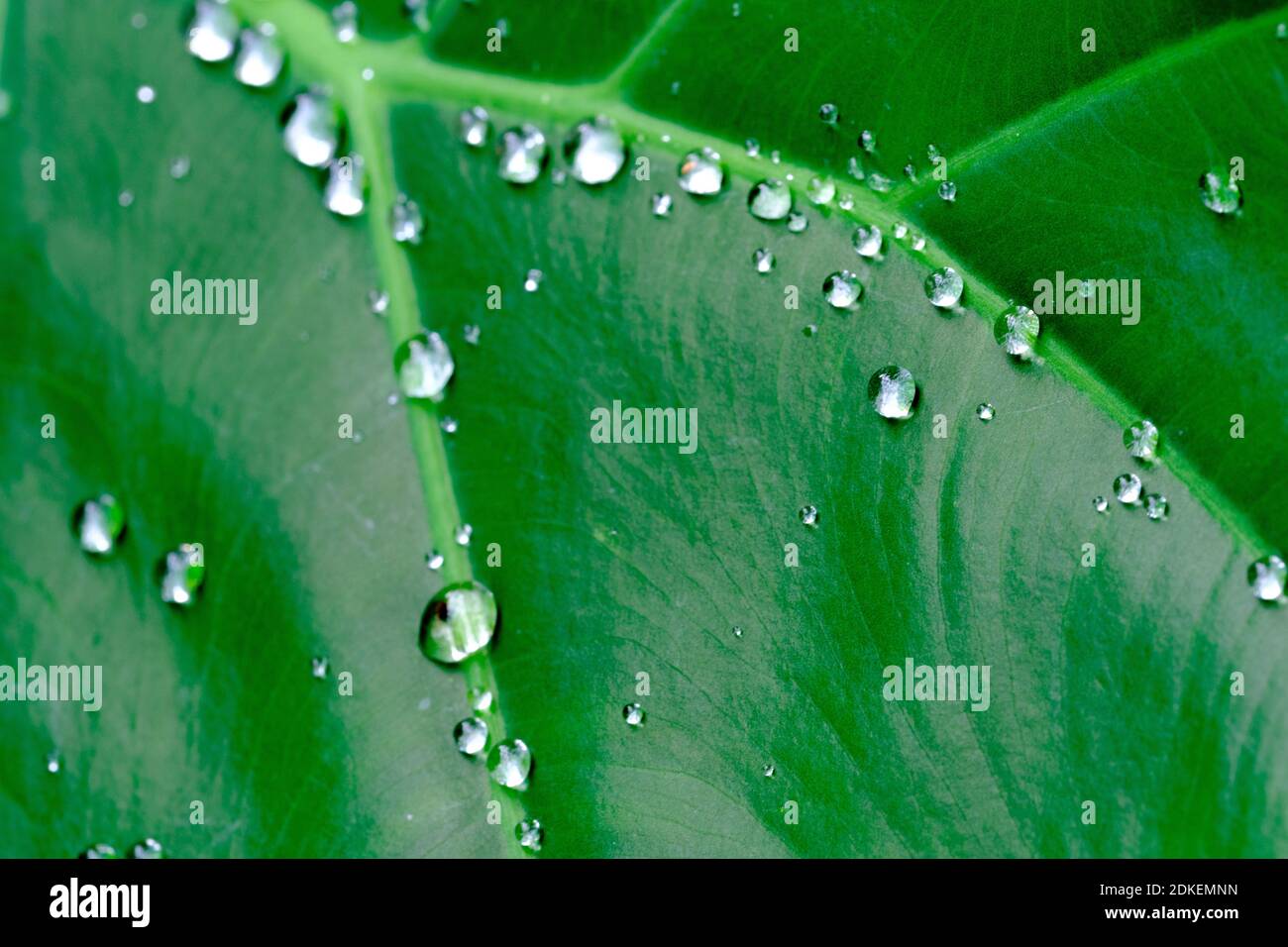 Green leaves filling the frame hi-res stock photography and images - Alamy