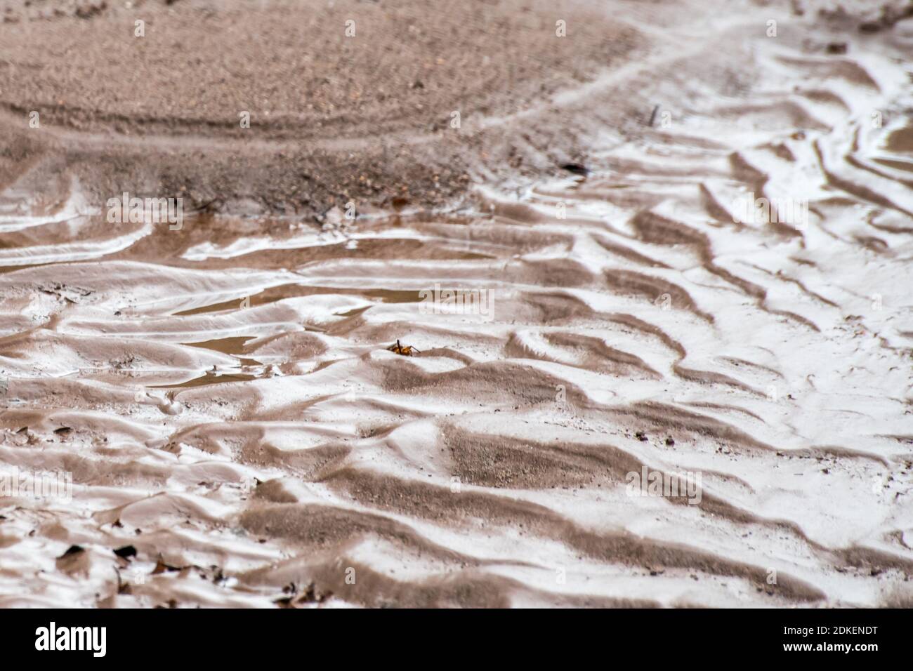 Ripples formed after a rain as the the runoff washed silt into a low ...