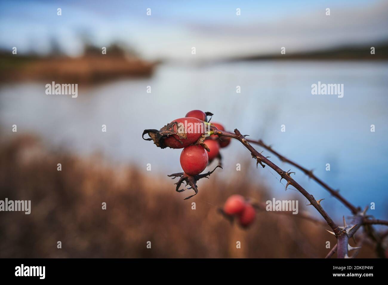 Bank fruits hi-res stock photography and images - Alamy
