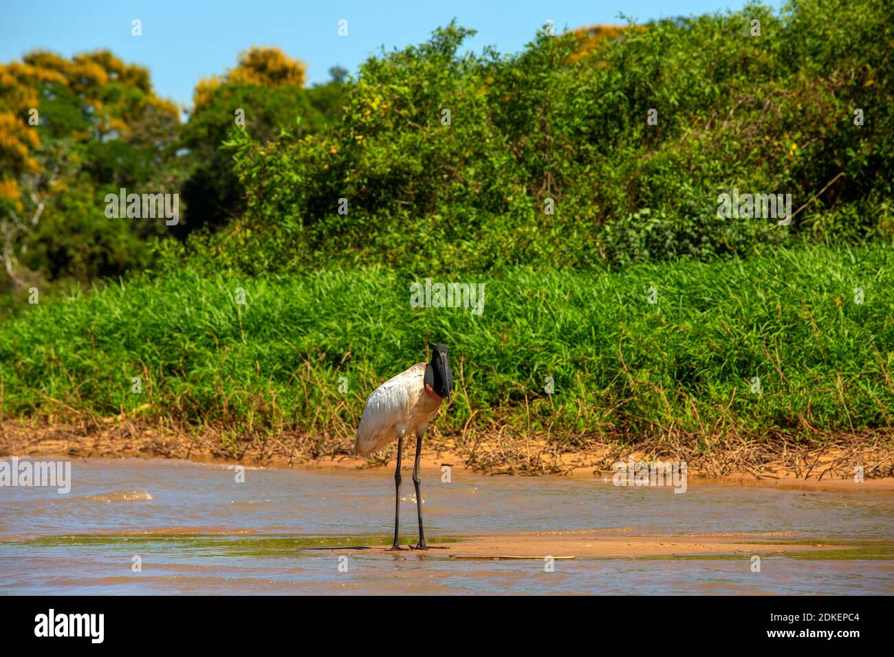 Tuiuiu, the bird that is considered the symbol of the Pantanal of Mato ...