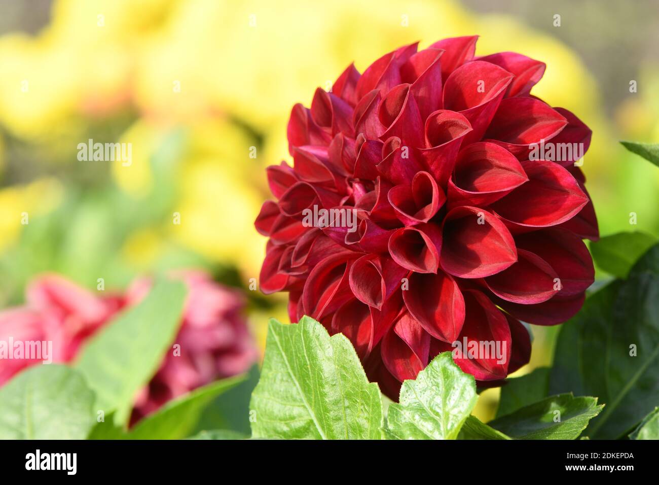 Red dahlia flower on garden background. High resolution photo. Full ...