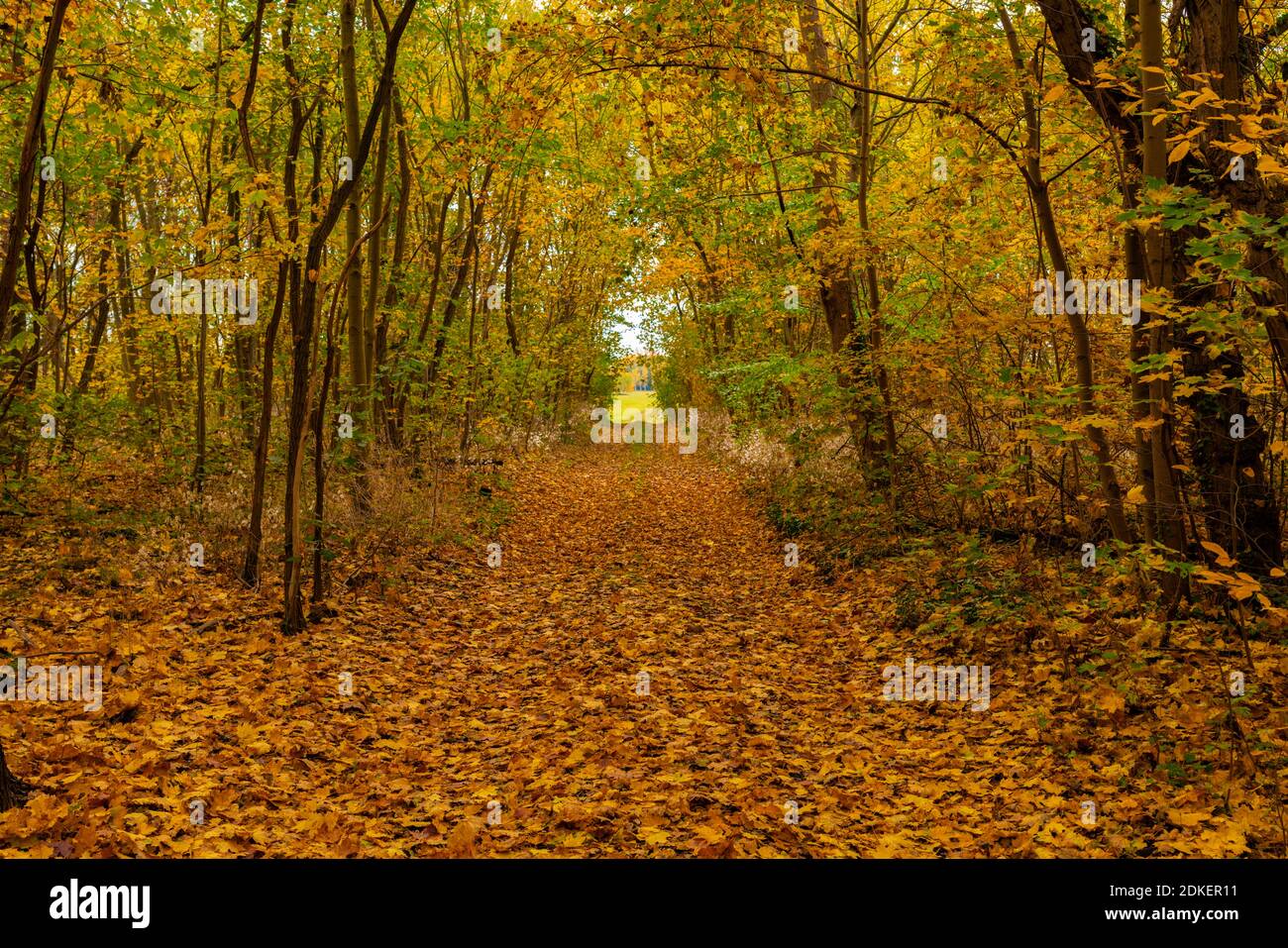 short forest path in autumn in Germany, forest path completely covered ...