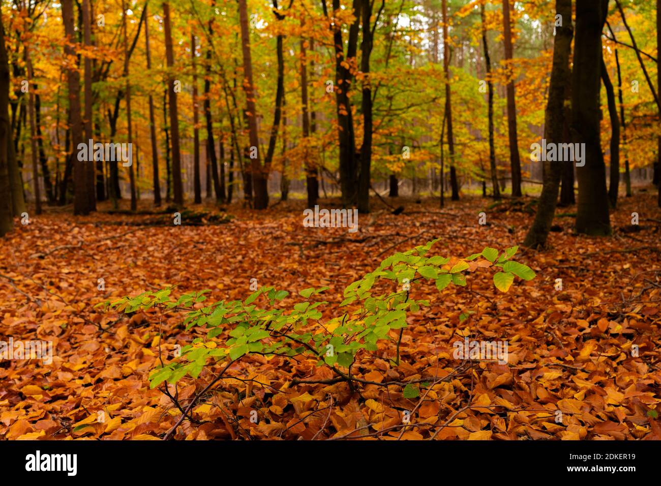 Deciduous forest in autumn in Germany, forest floor completely covered ...