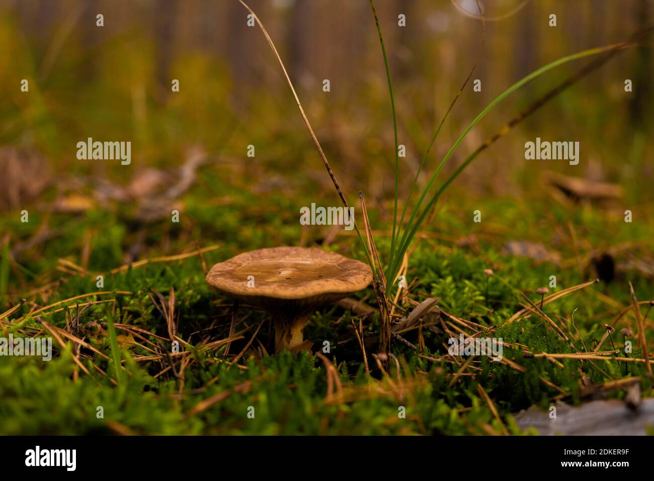 Single fungus in the forest in autumn in Germany Stock Photo - Alamy