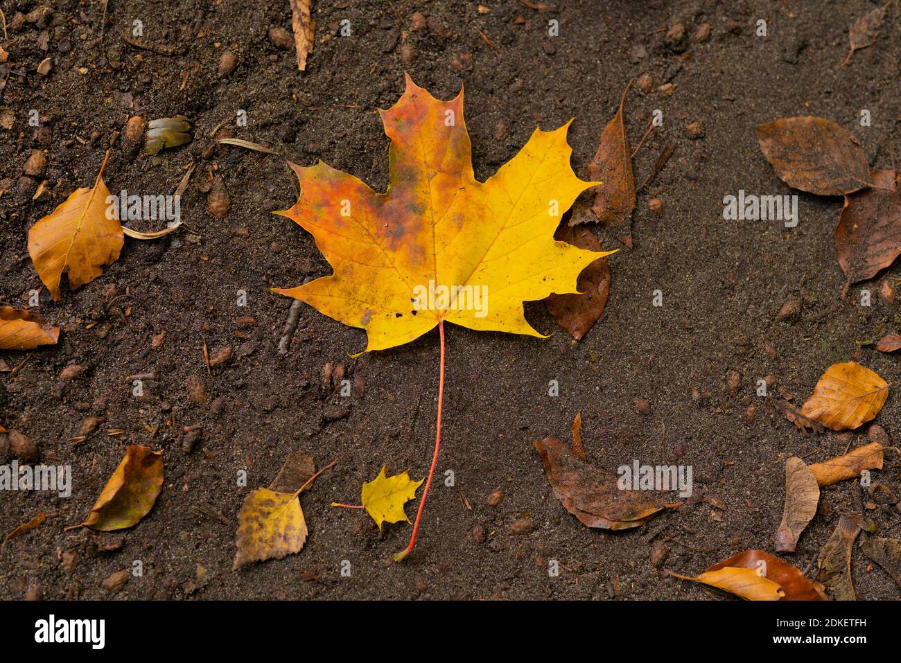 Leaves of various trees on sandy forest soil in autumn in Germany, in ...