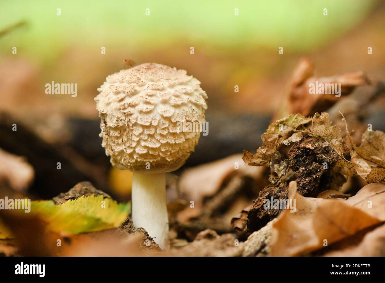 Fresh raw champignon mushrooms grow in the forest background. High ...