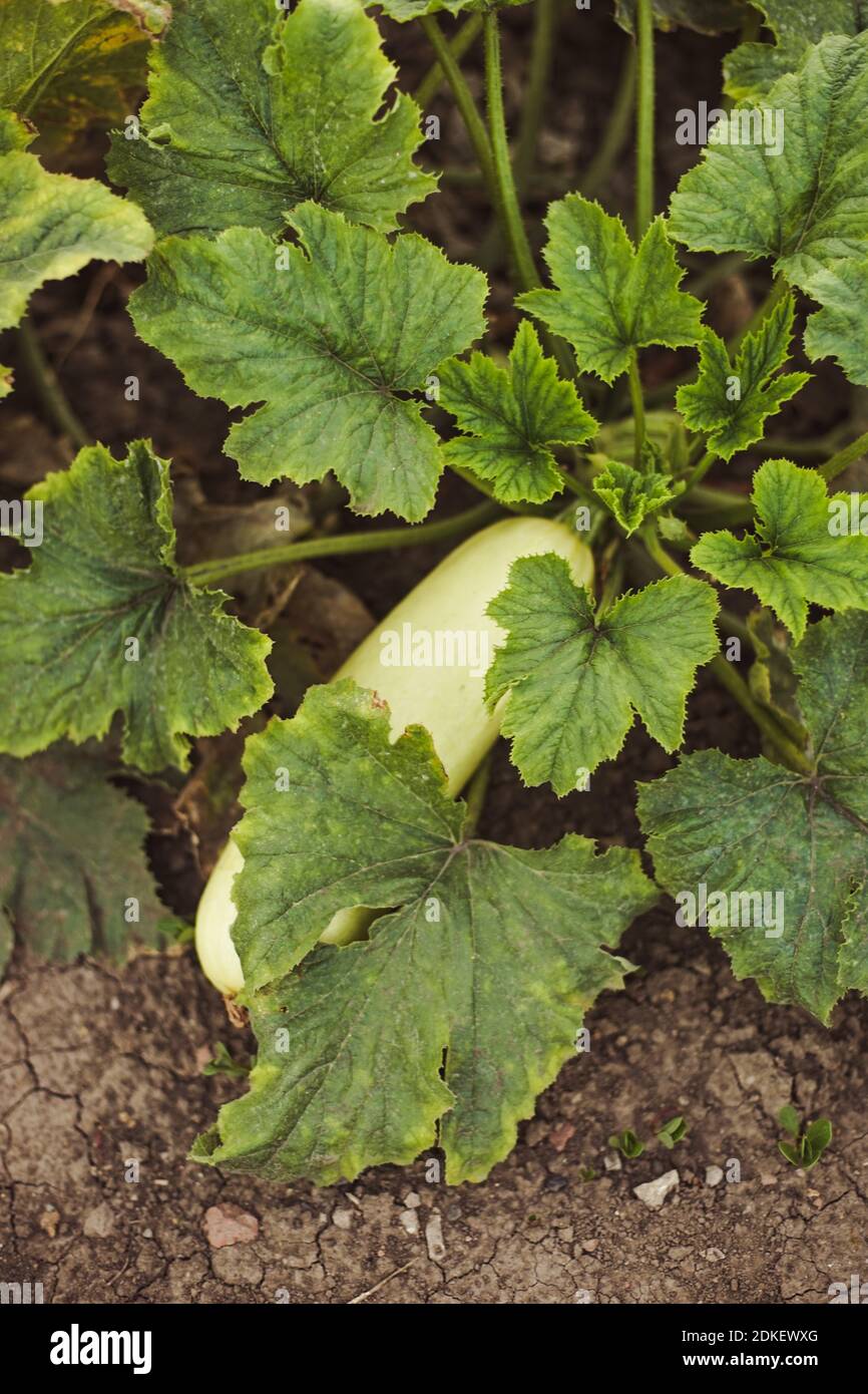 Ripe zucchini growing healthy food hi-res stock photography and images ...