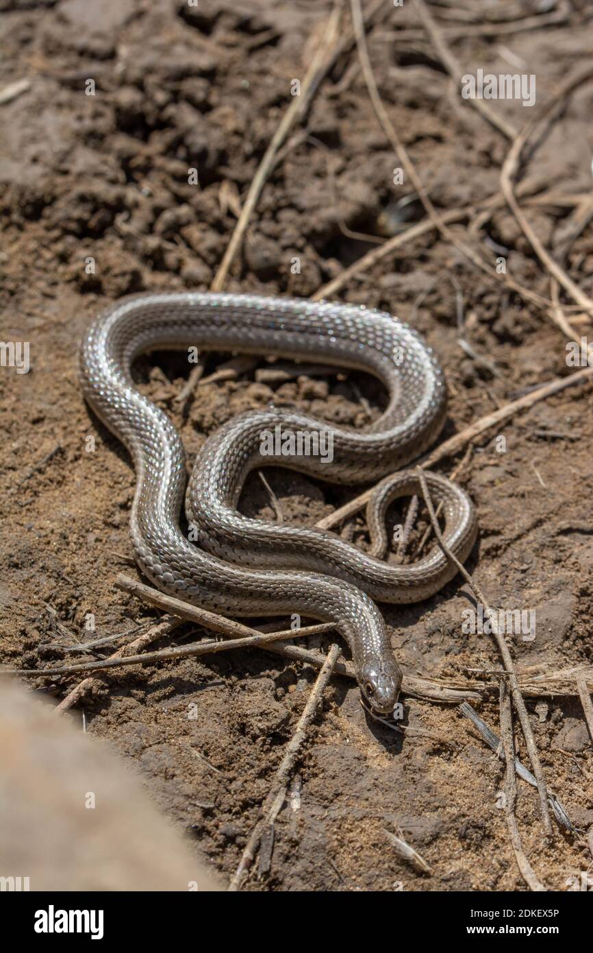 Lined Snake (Tropidoclonion lineatum) from Otero County, Colorado, USA ...