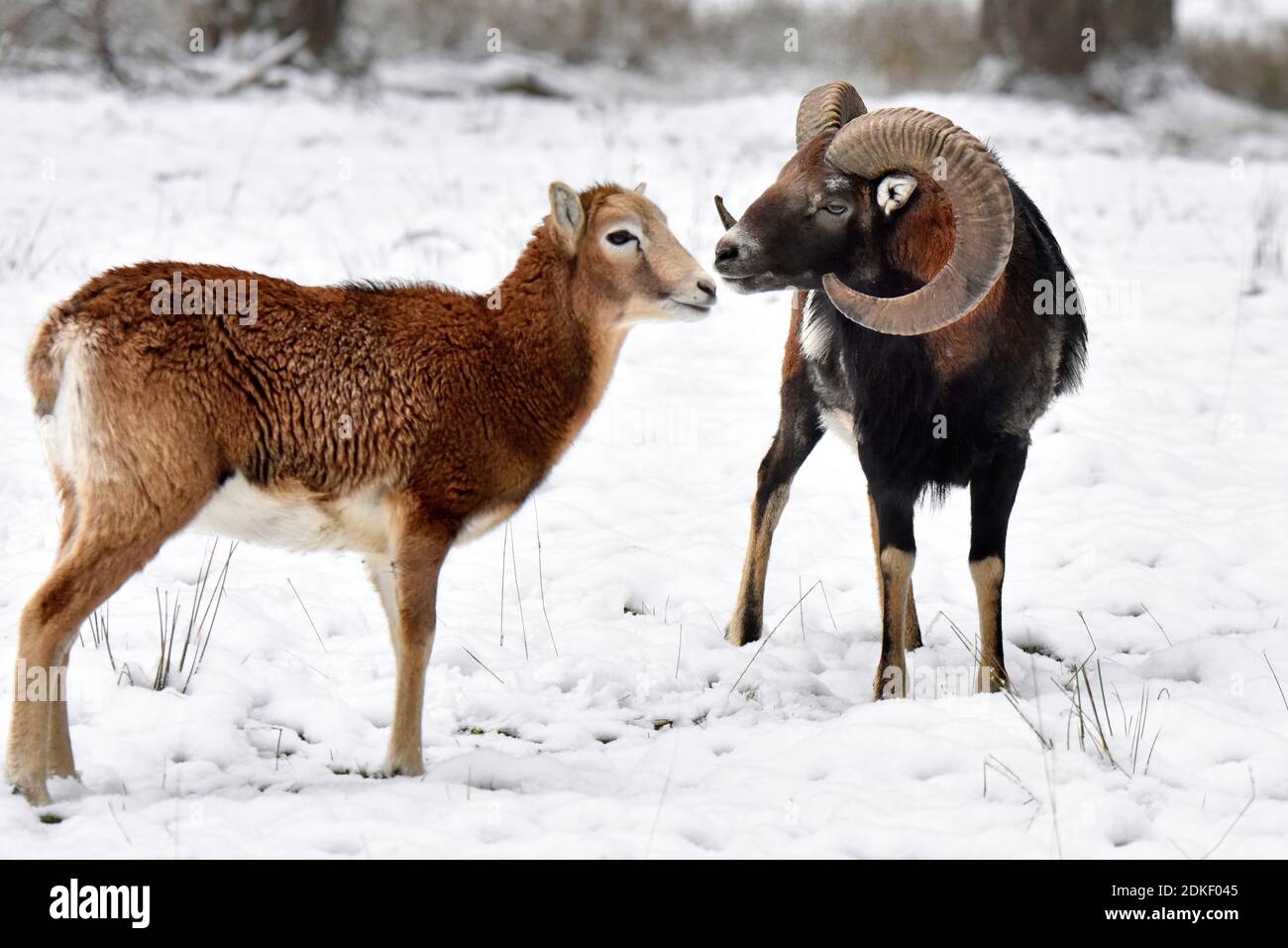 The mouflon rutting season Stock Photo - Alamy