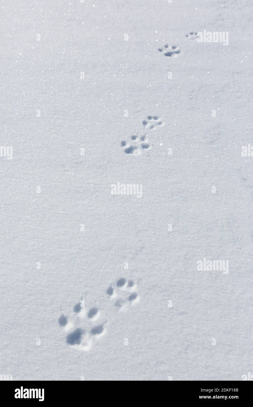 Red fox (Vulpes vulpes) close up of footprints of forelegs / front paws ...