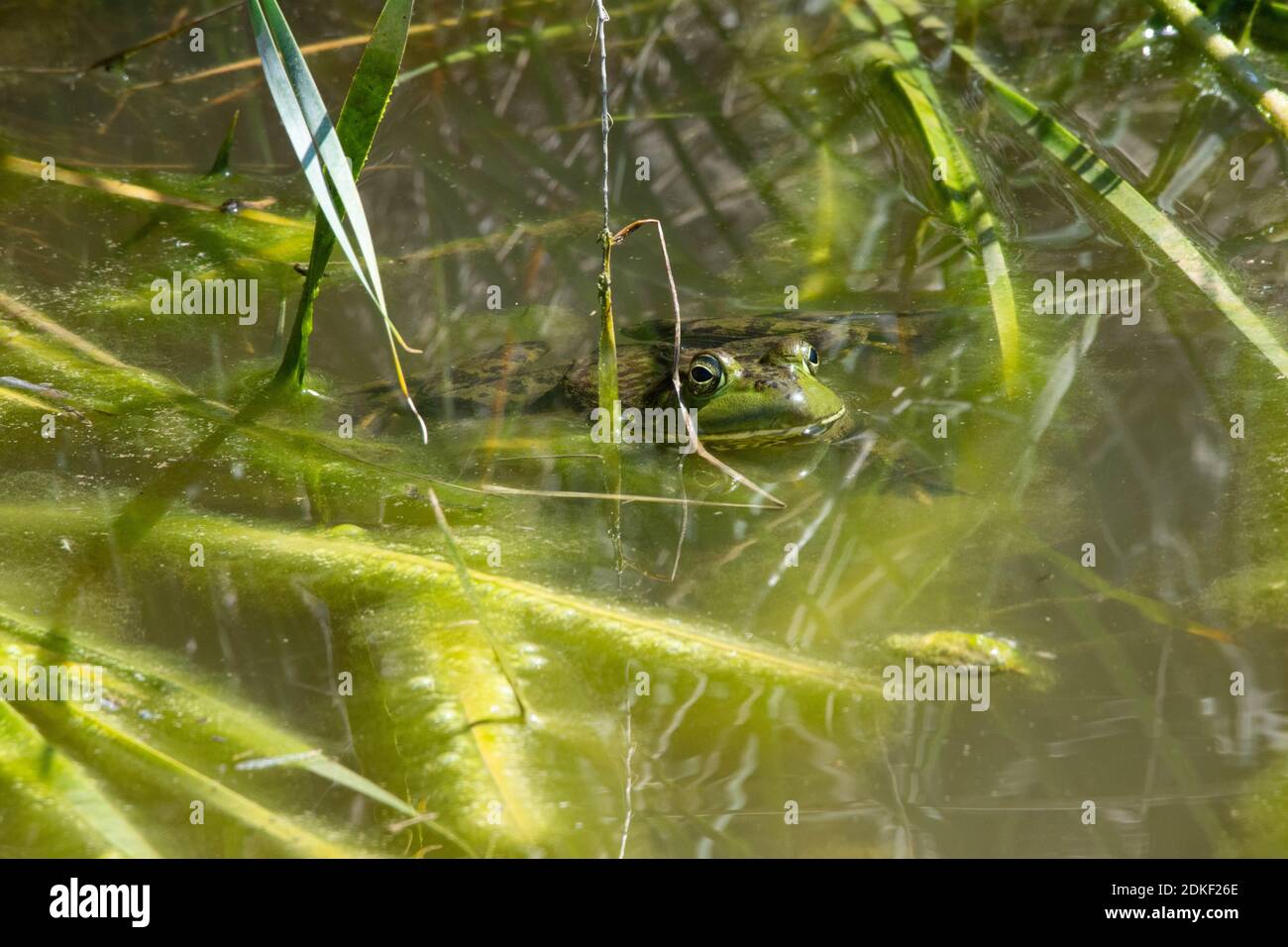 Colorado bullfrog hi-res stock photography and images - Alamy