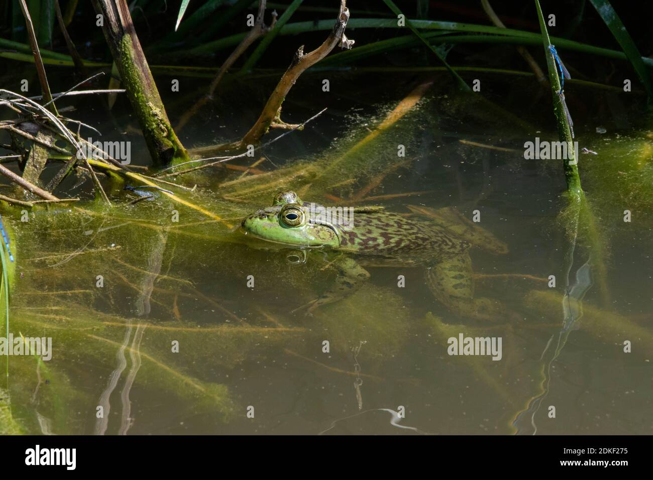 American Bullfrog (Rana catesbeiana) from Otero County, Colorado, USA ...