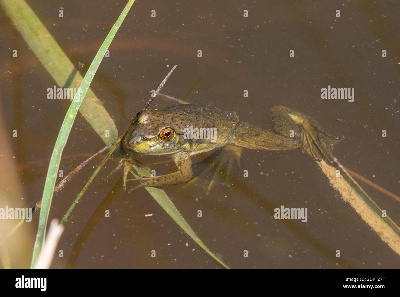 American Bullfrog (Rana catesbeiana) from Otero County, Colorado, USA ...