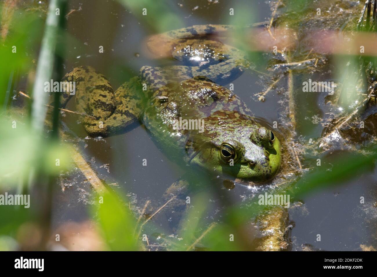 Colorado bullfrog hi-res stock photography and images - Alamy