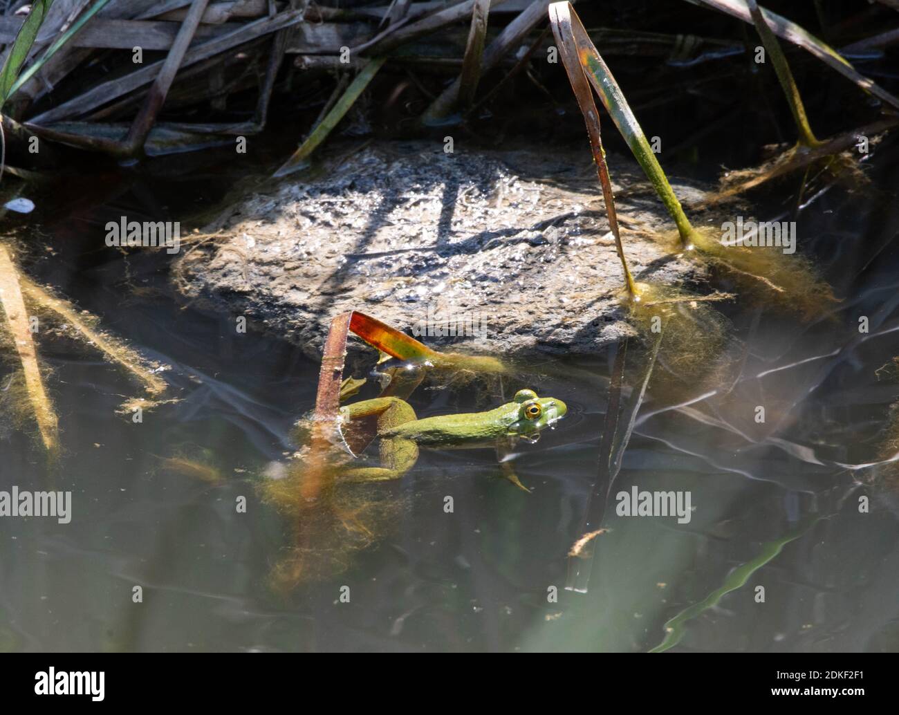 American Bullfrog (Rana catesbeiana) from Otero County, Colorado, USA ...