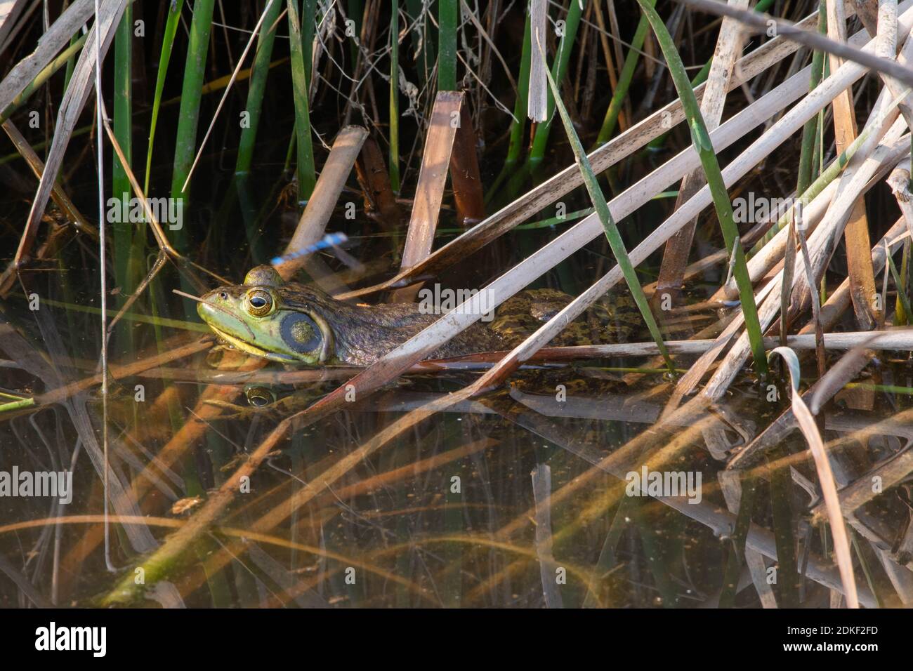 American Bullfrog (Rana catesbeiana) from Otero County, Colorado, USA ...