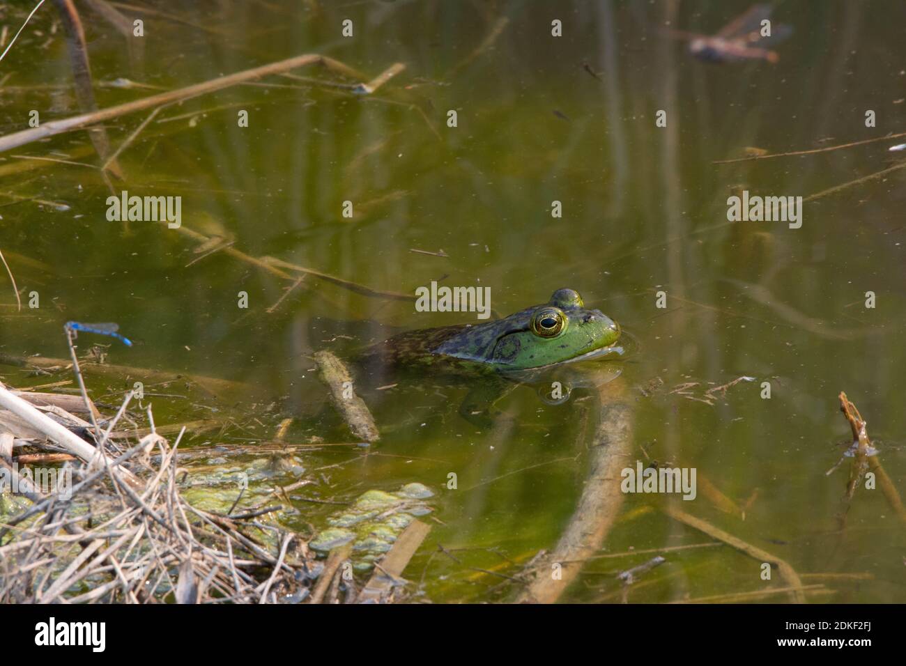 American Bullfrog (Rana catesbeiana) from Otero County, Colorado, USA ...