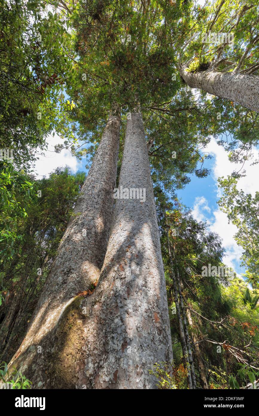 Kauri trees hi-res stock photography and images - Alamy
