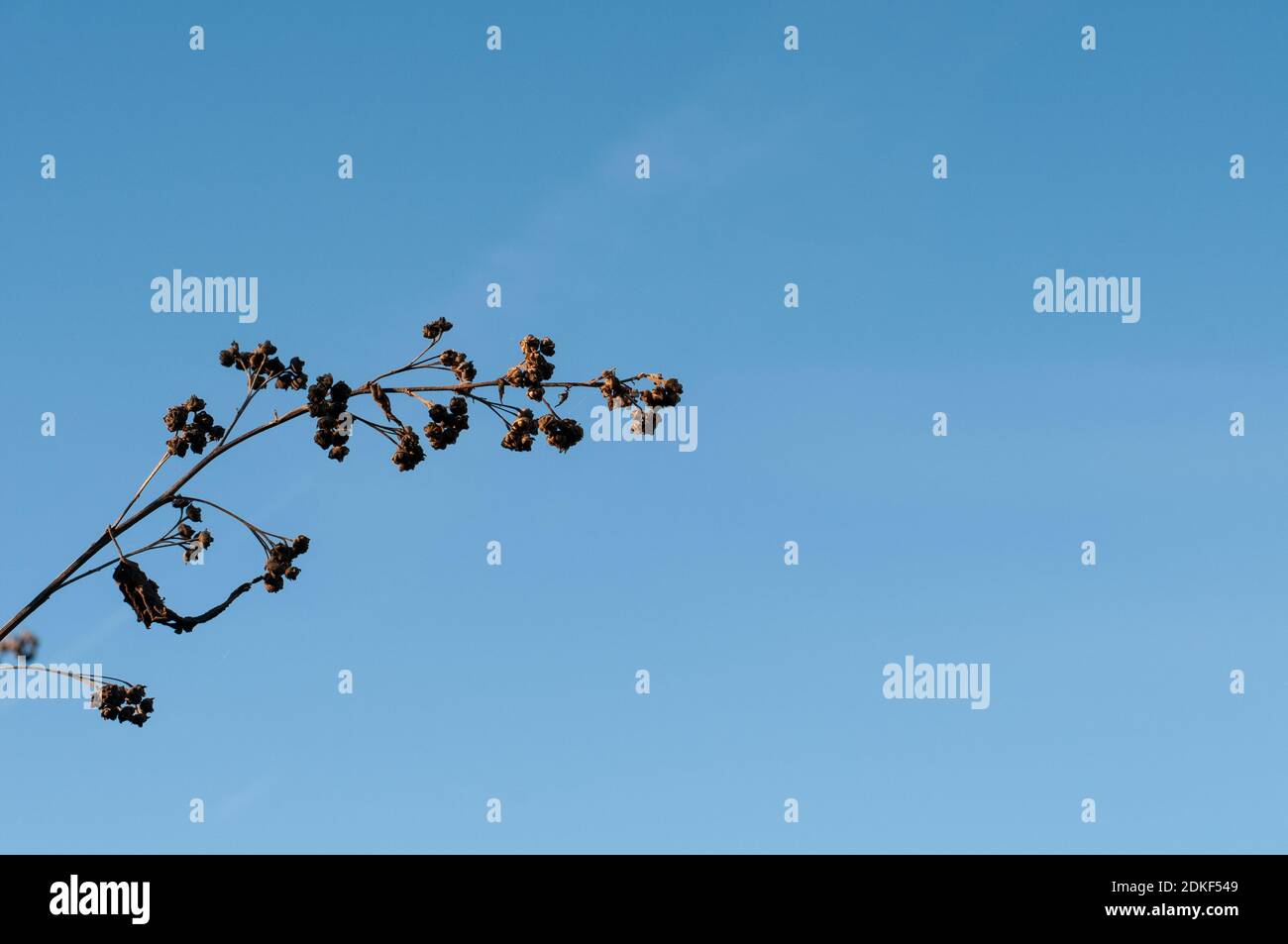 a single twig of a virginia mallow with dry wilted flowers in autumn ...